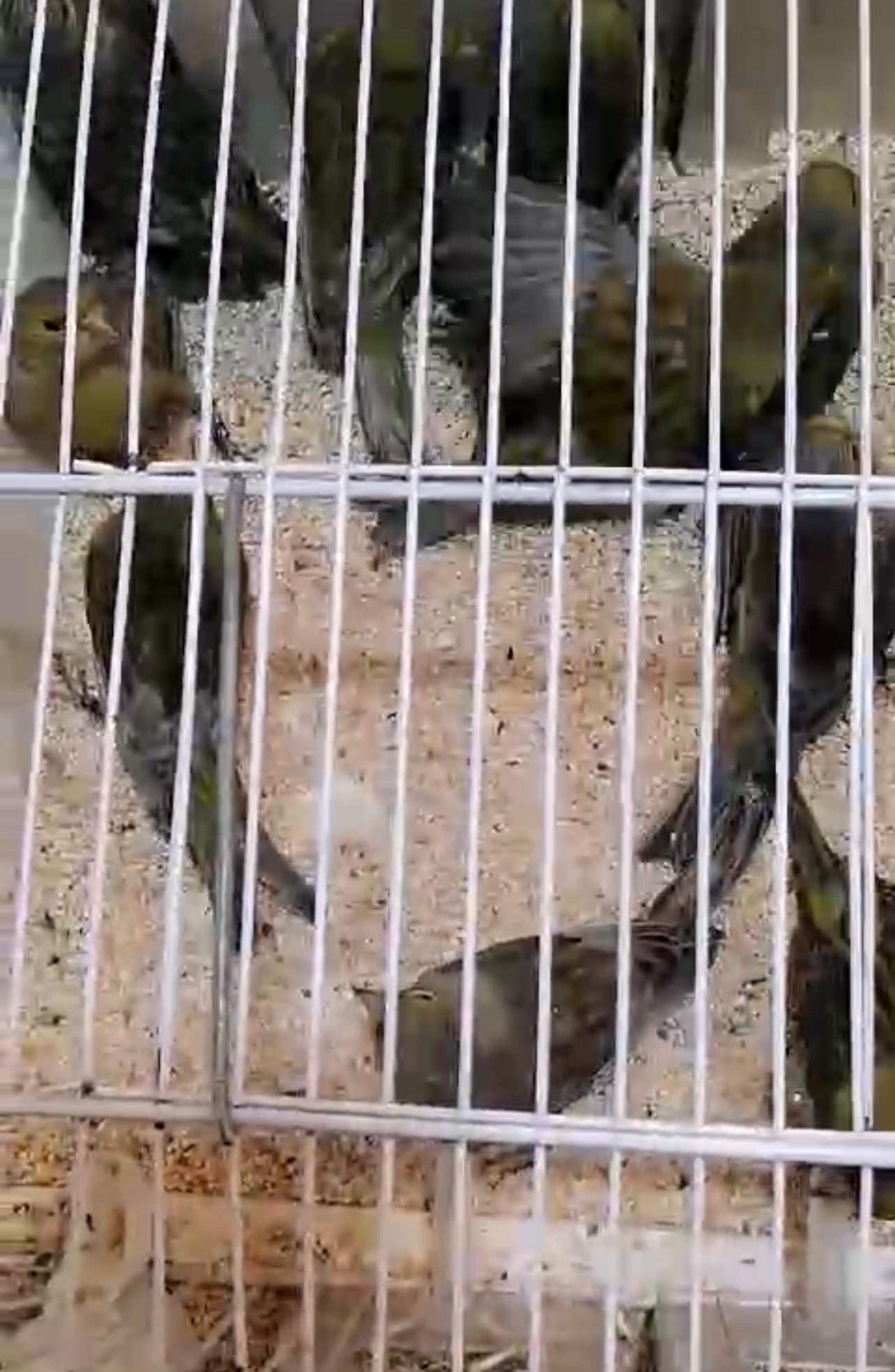 Grey wing canary – AvianExpress